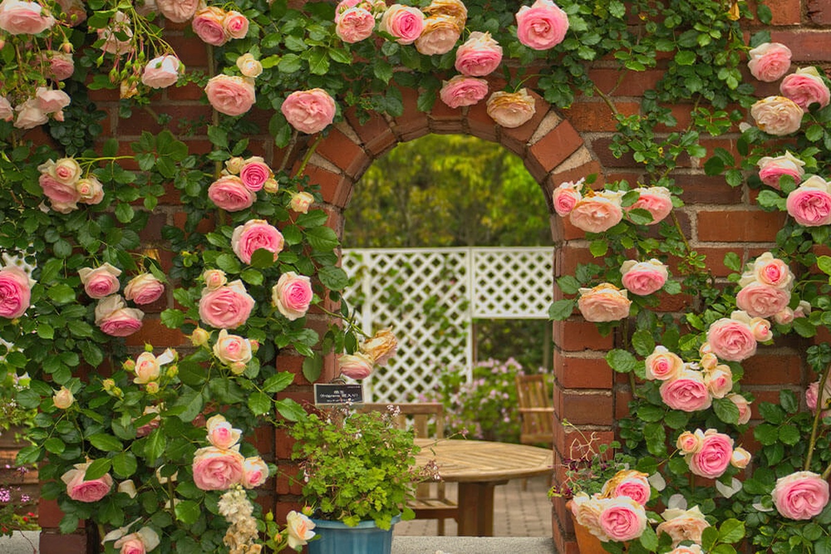 10 Climbing Roses That Make a Stunning Entrance - Archeworks