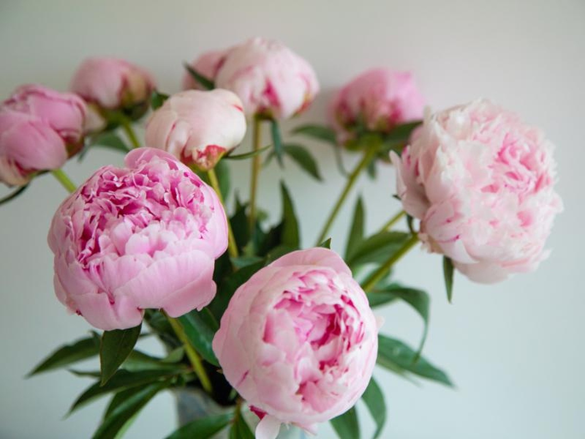 15 Enchanting Mythical Flowers of Ancient Greece - Archeworks