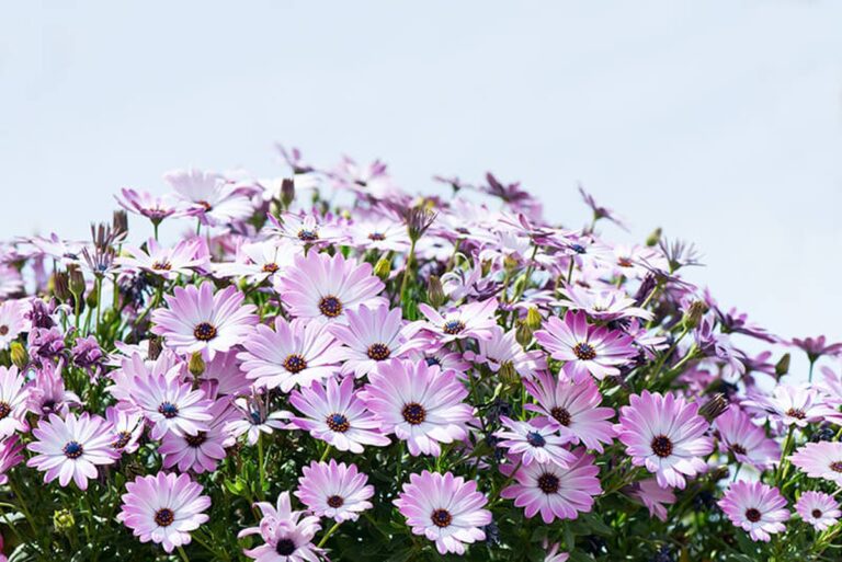 28 Stunning Fall Flowers That'll Transform Your Garden Today - Archeworks