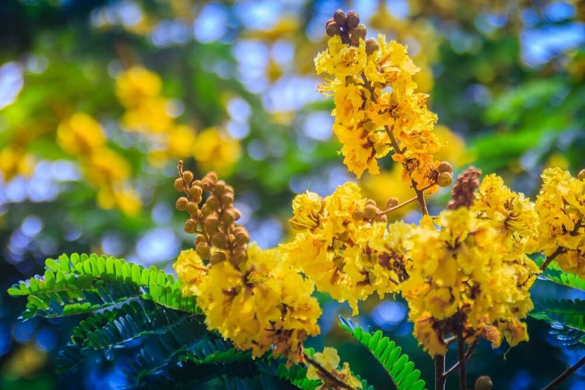 21 Stunning Yellow Flowered Trees to Transform Your Garden - Archeworks