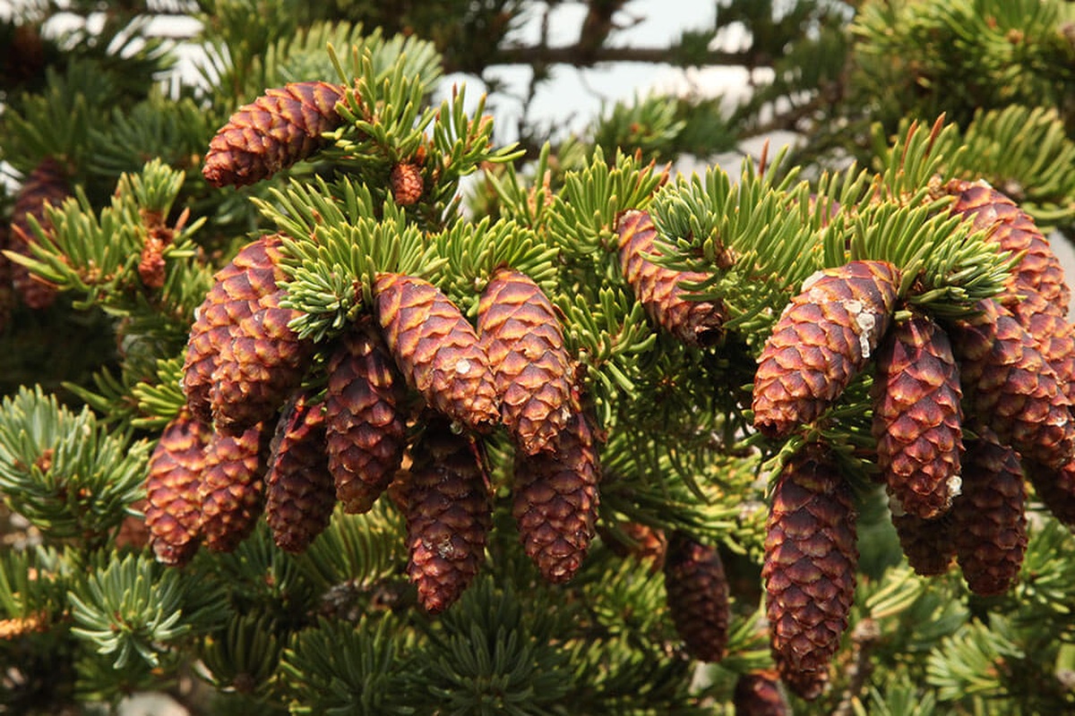 14 Stunning Spruce Tree Varieties to Transform Your Garden - Archeworks