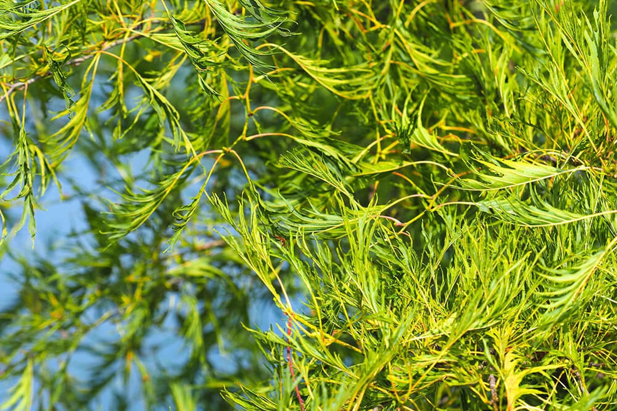 12 Beautiful Alder Tree Varieties for Your Classic Garden Design ...
