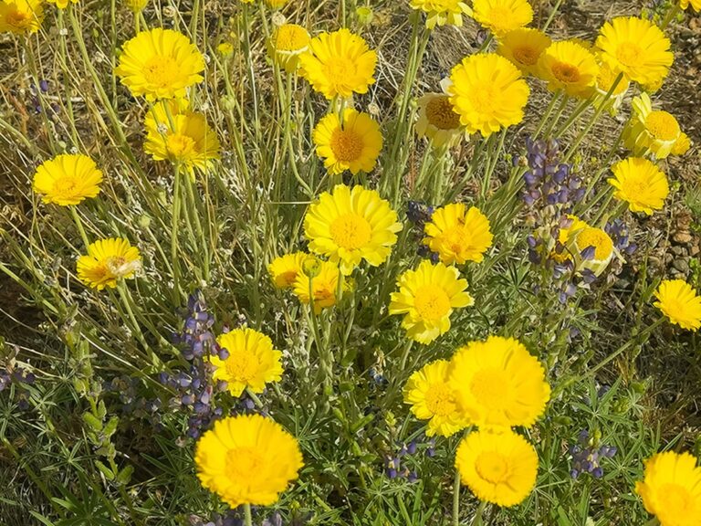 27 Desert Flowers That Dazzle in the Heat - Archeworks