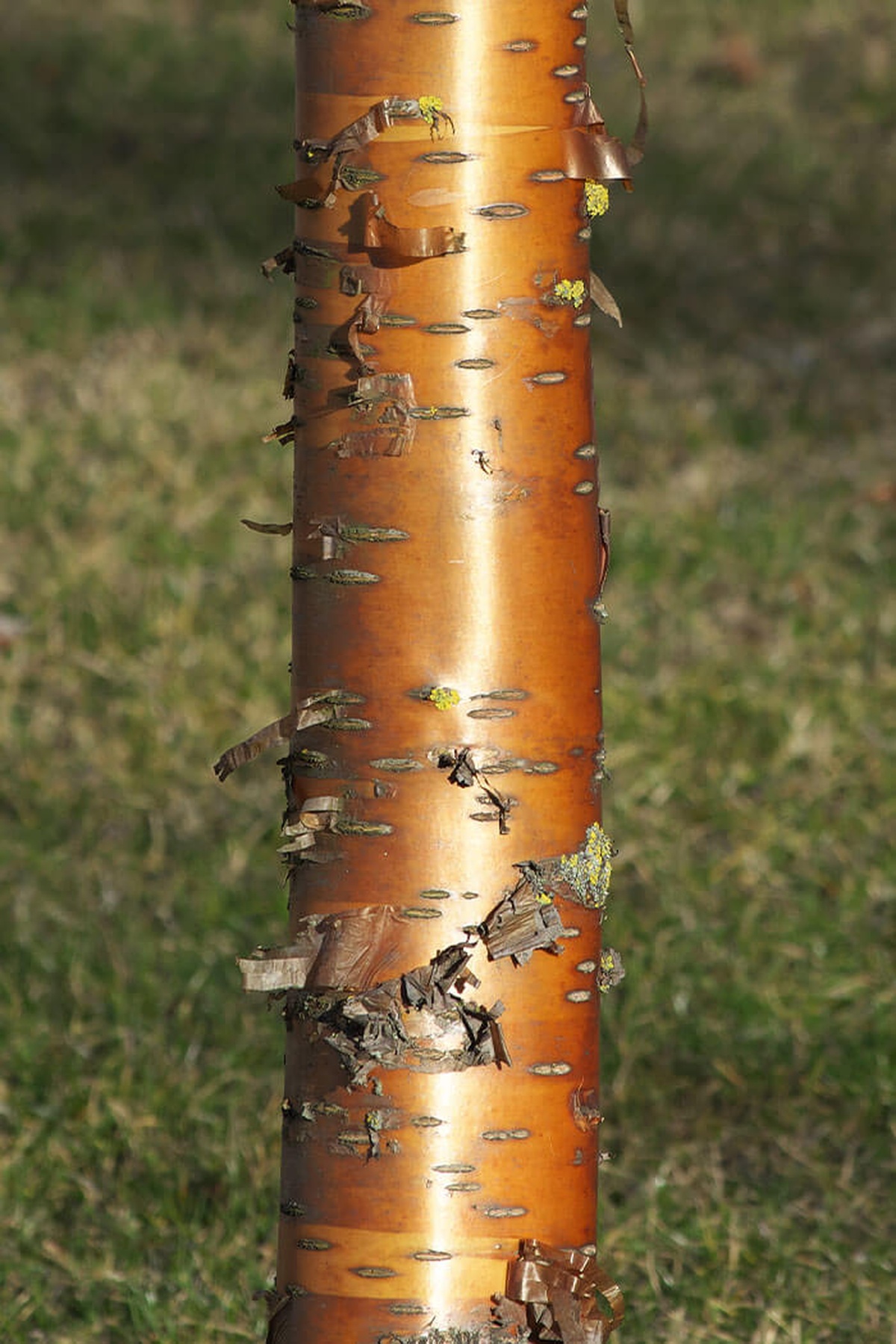 11 Enchanting Birch Tree Varieties to Transform Your Landscape - Archeworks