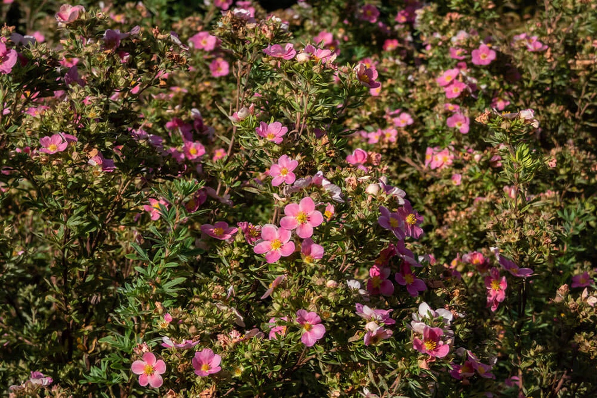 17 Stunning Pink Flowering Shrubs to Beautify Your Garden - Archeworks