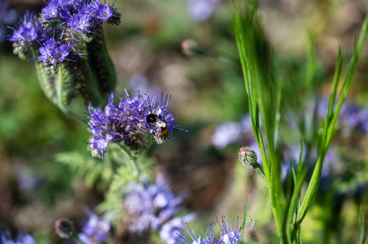 17 Powerful Plants That Chase Mosquitoes Away Naturally - Archeworks