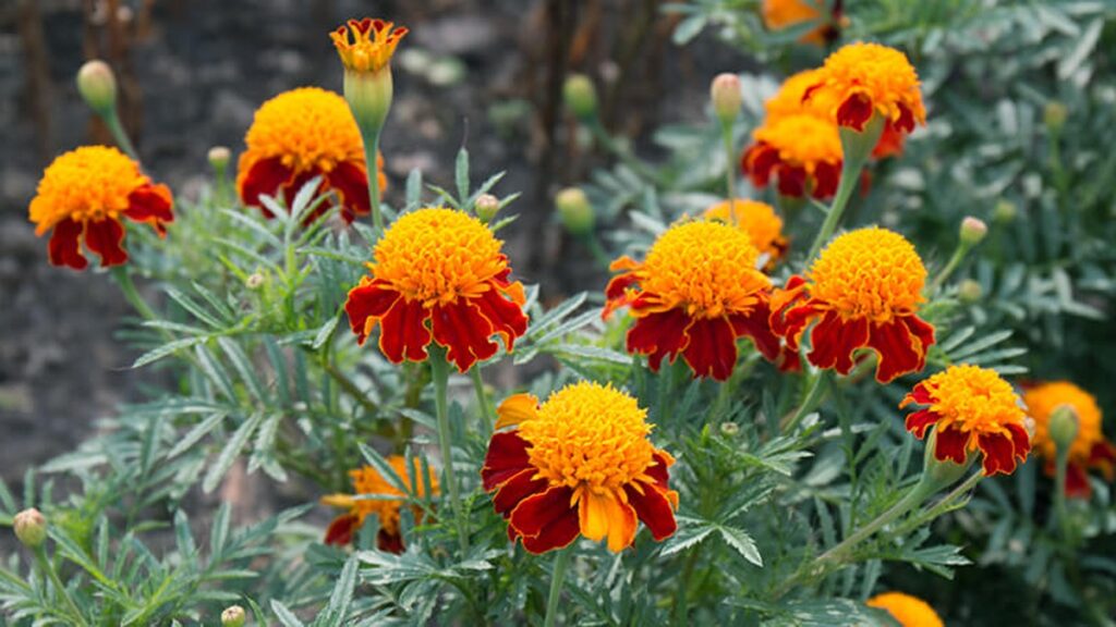 27 Rainbow Flowers That Add a Pop of Joy to Any Garden - Archeworks