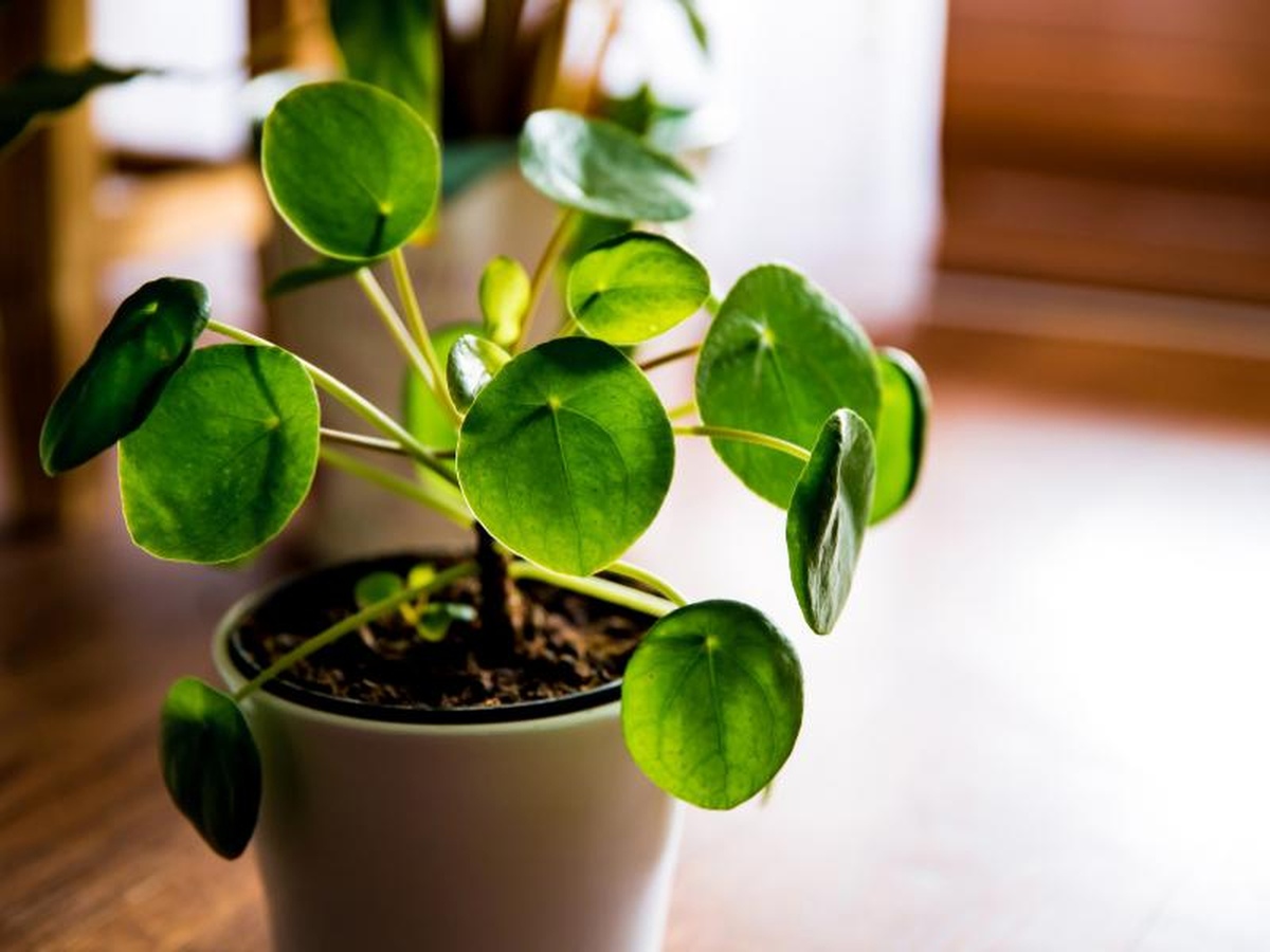 10 Lucky Money Plant Varieties for Wealth & Fortune - Archeworks