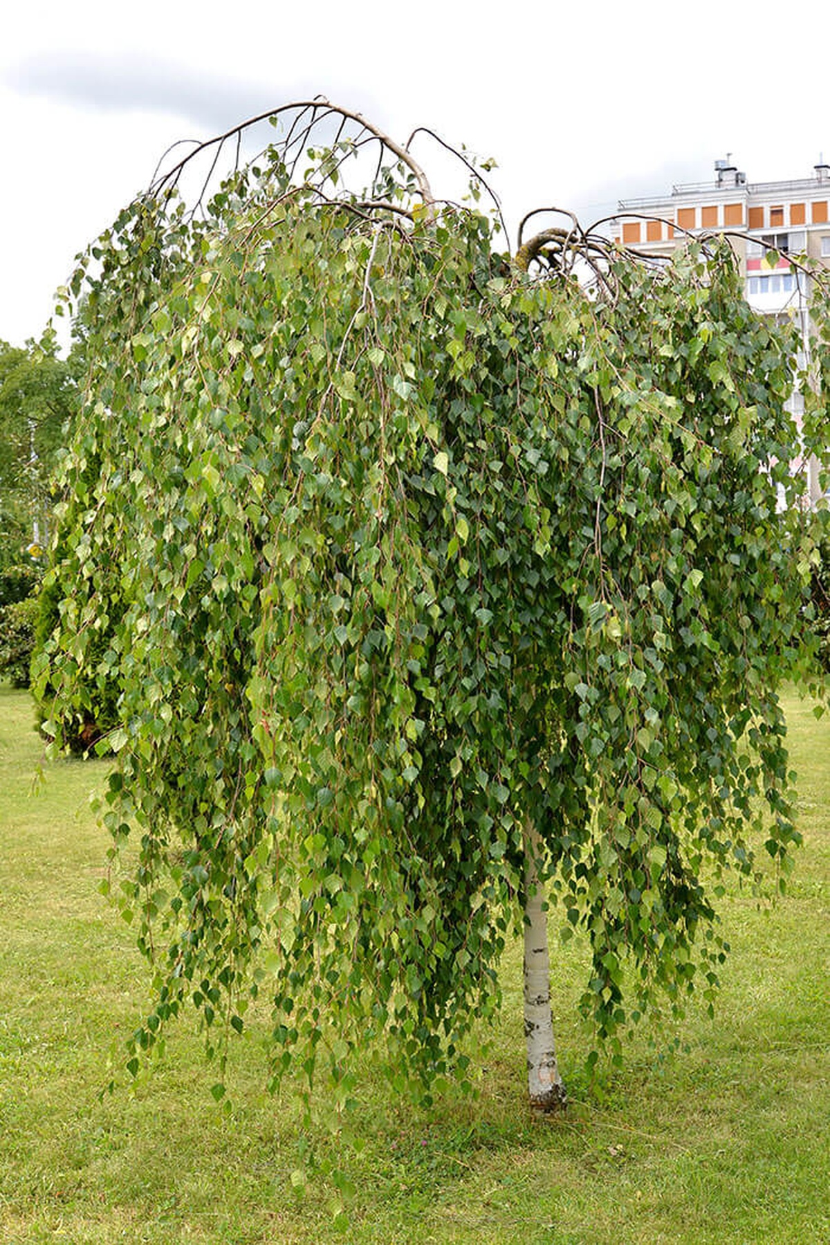 11 Enchanting Birch Tree Varieties to Transform Your Landscape - Archeworks
