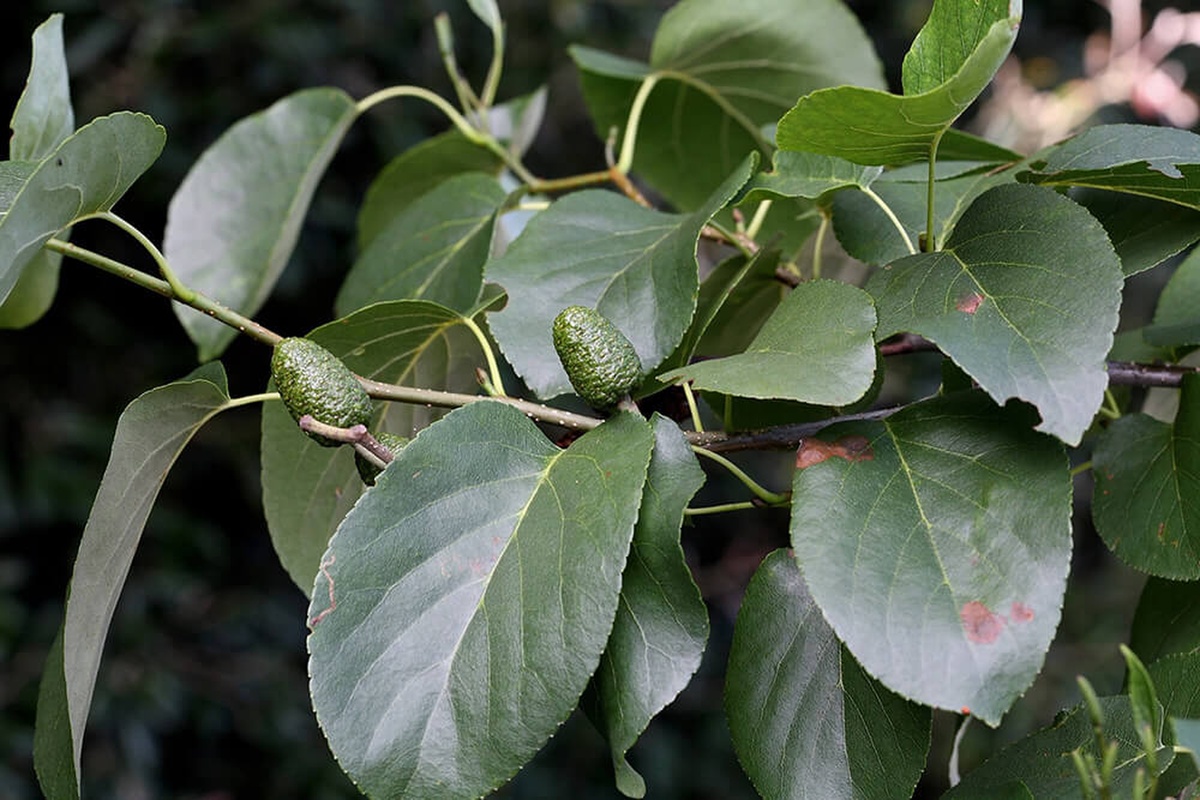 12 Beautiful Alder Tree Varieties for Your Classic Garden Design ...