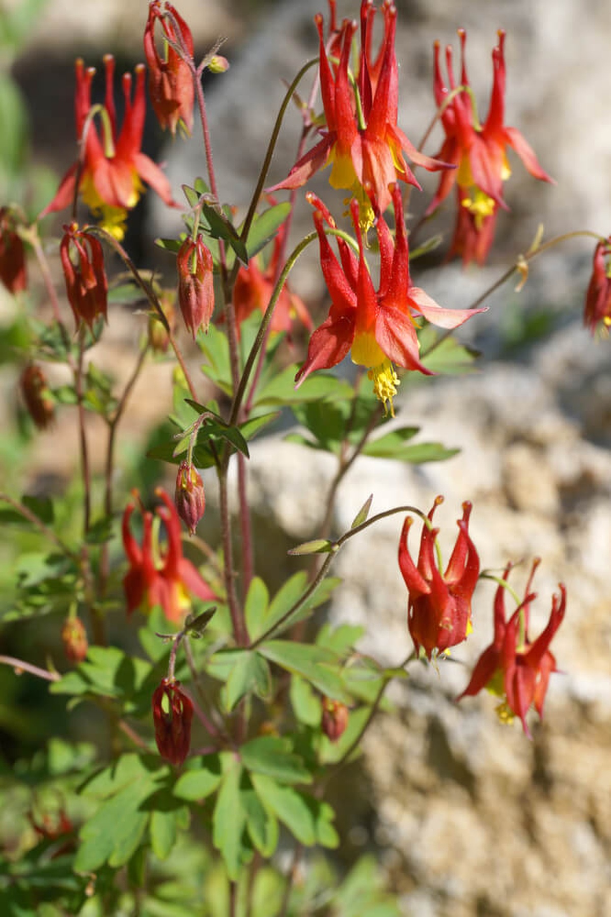 20 Plants That Love Growing Beneath Oak Trees - Archeworks
