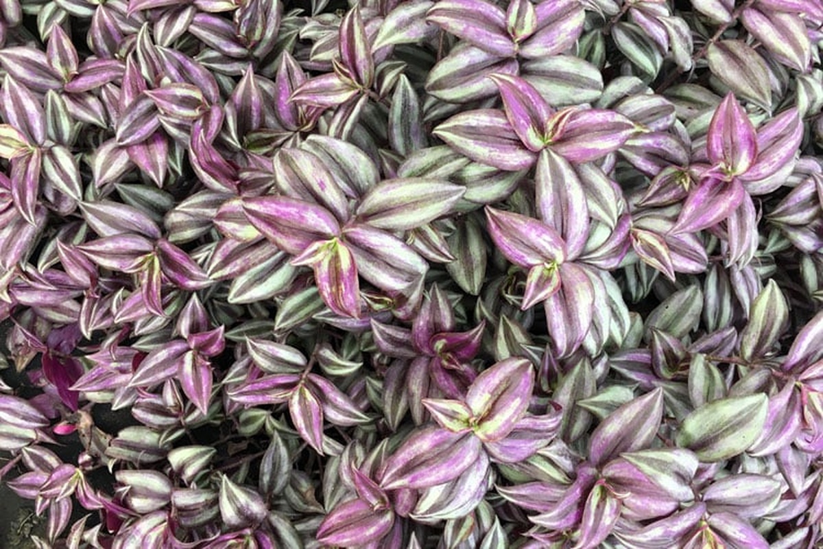 13 Gorgeous Plants with Purple and Green Leaves to Wow Visitors ...