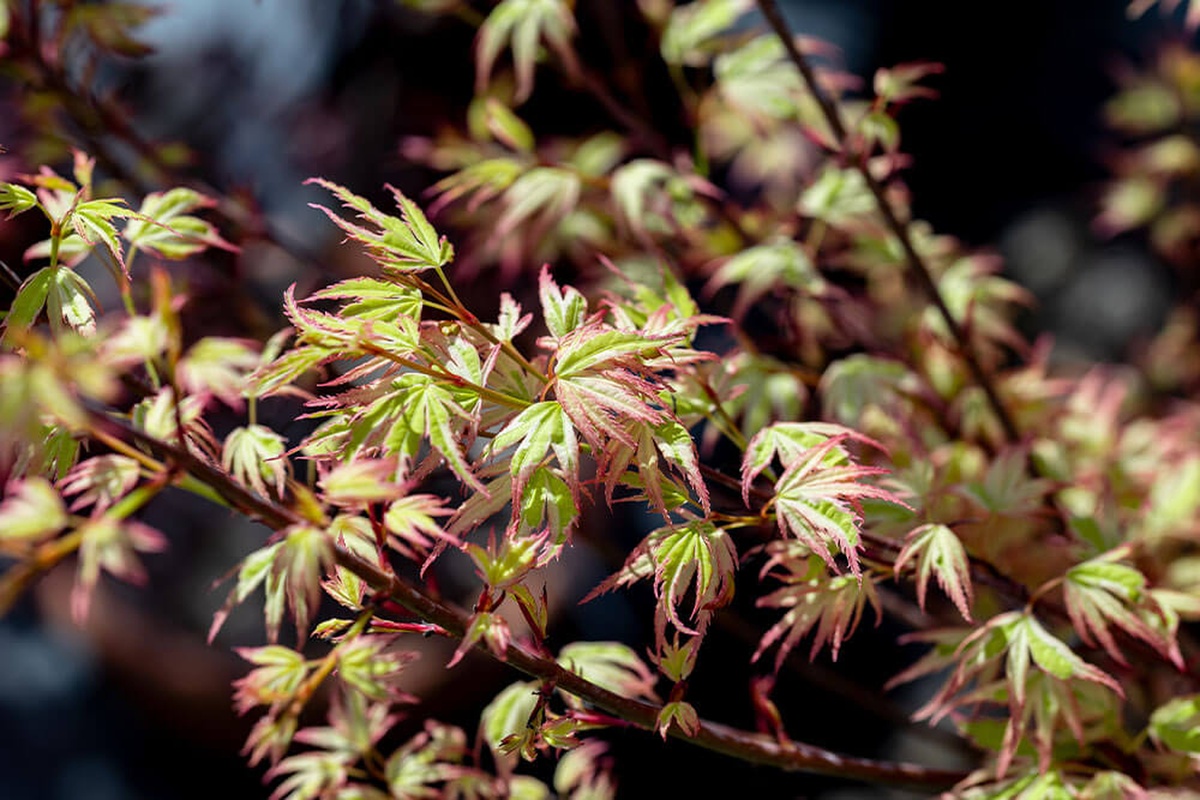 18 Breathtaking Japanese Maple Varieties For Your Dream Garden - Archeworks