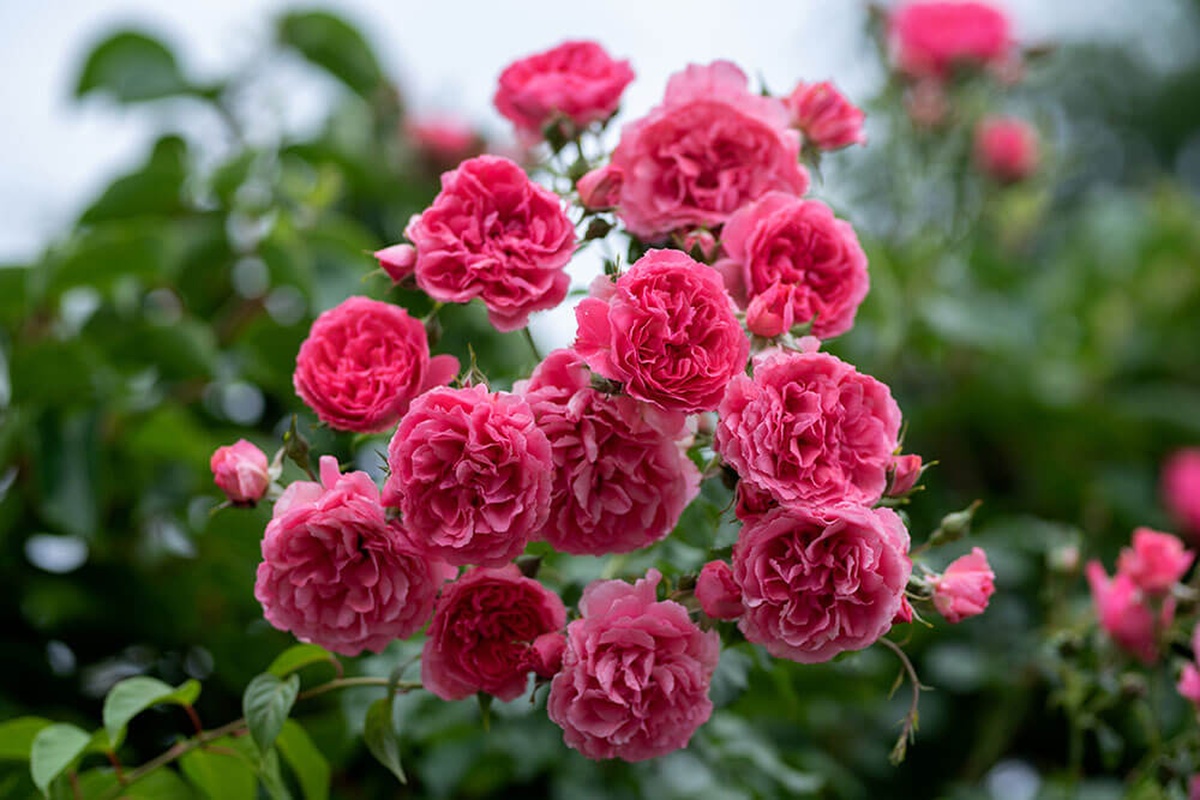 10 Climbing Roses That Make a Stunning Entrance - Archeworks