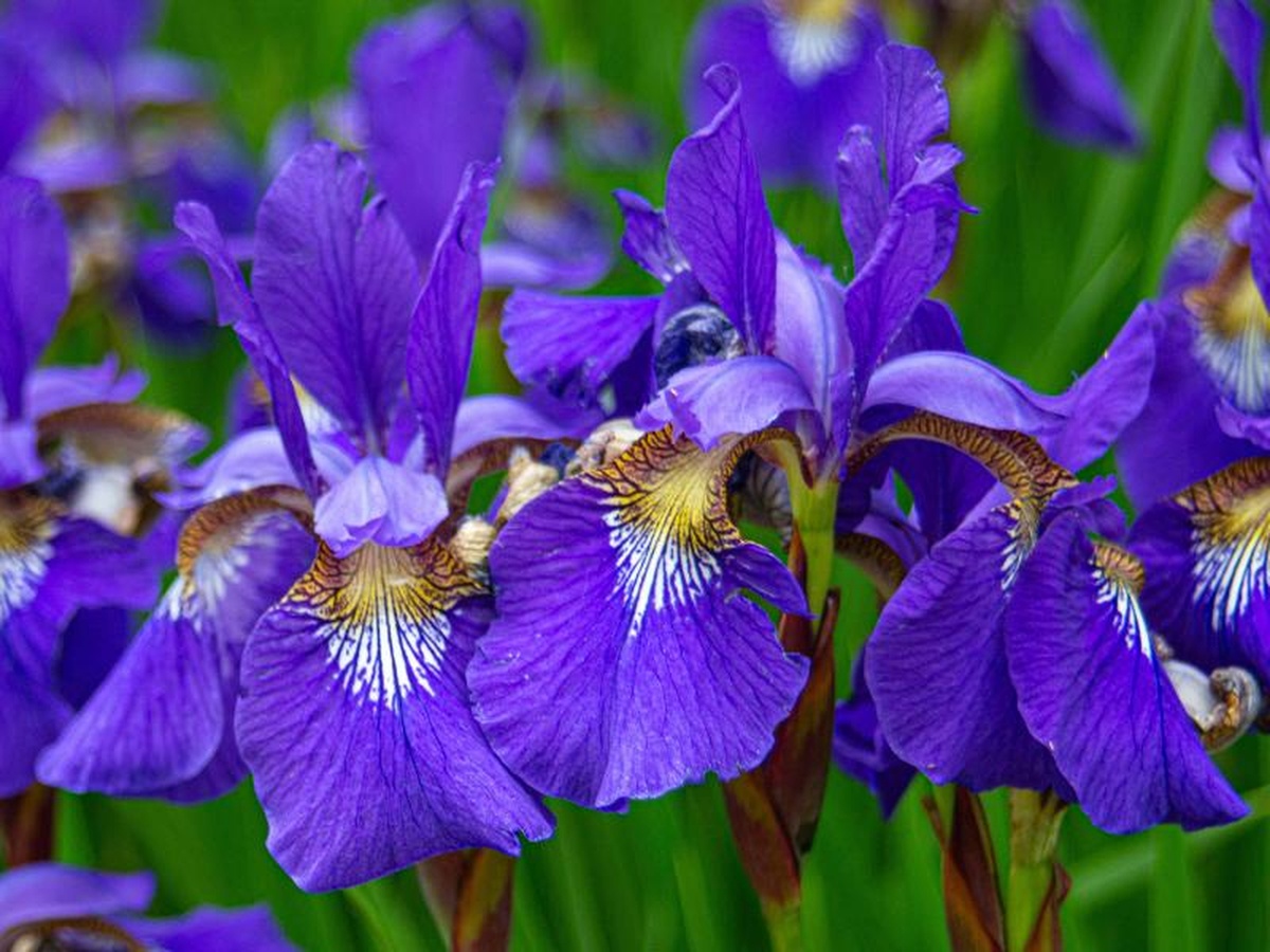 15 Enchanting Mythical Flowers of Ancient Greece - Archeworks