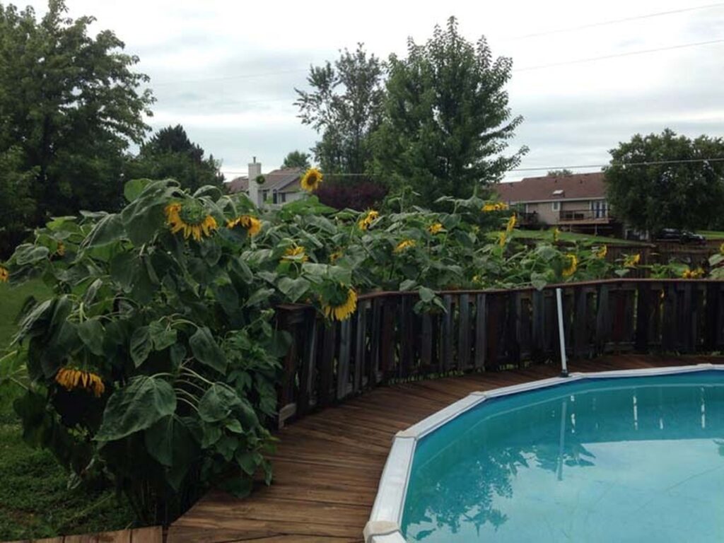 36 Radiant Sunflower Garden Ideas for Sunshine Spaces - Archeworks