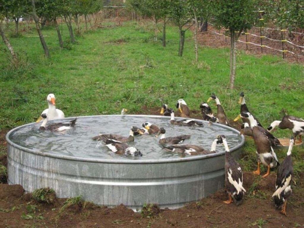 23 Enchanting Backyard Duck Pond Ideas You'll Love - Archeworks