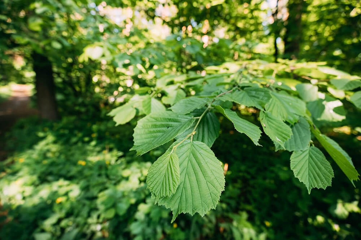 12 Beautiful Alder Tree Varieties for Your Classic Garden Design ...
