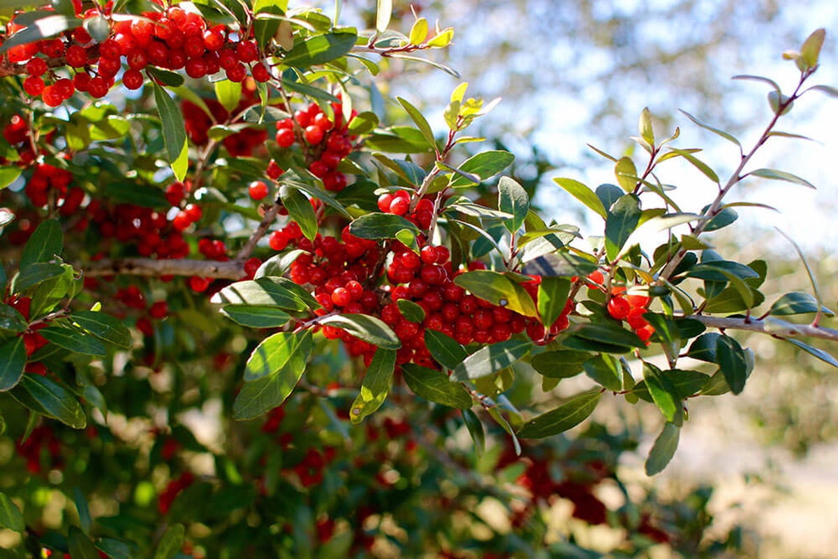 12 Stunning Holly Plants for Endless Garden Charm - Archeworks