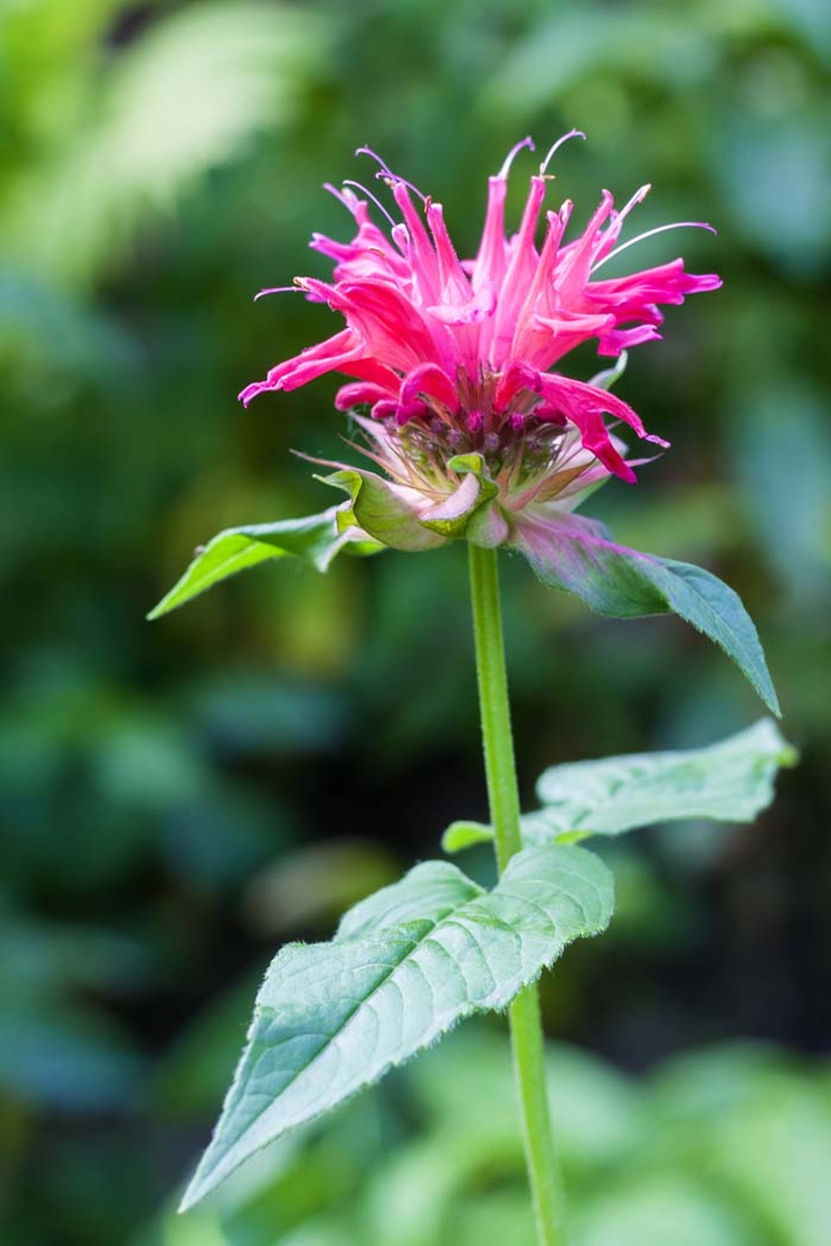 17 Powerful Plants That Chase Mosquitoes Away Naturally - Archeworks