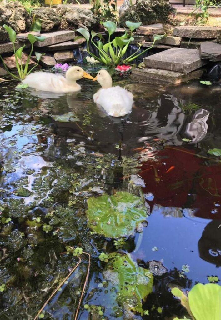 23 Enchanting Backyard Duck Pond Ideas You'll Love - Archeworks