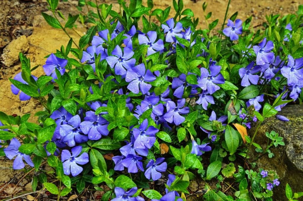 20 Plants That Love Growing Beneath Oak Trees - Archeworks