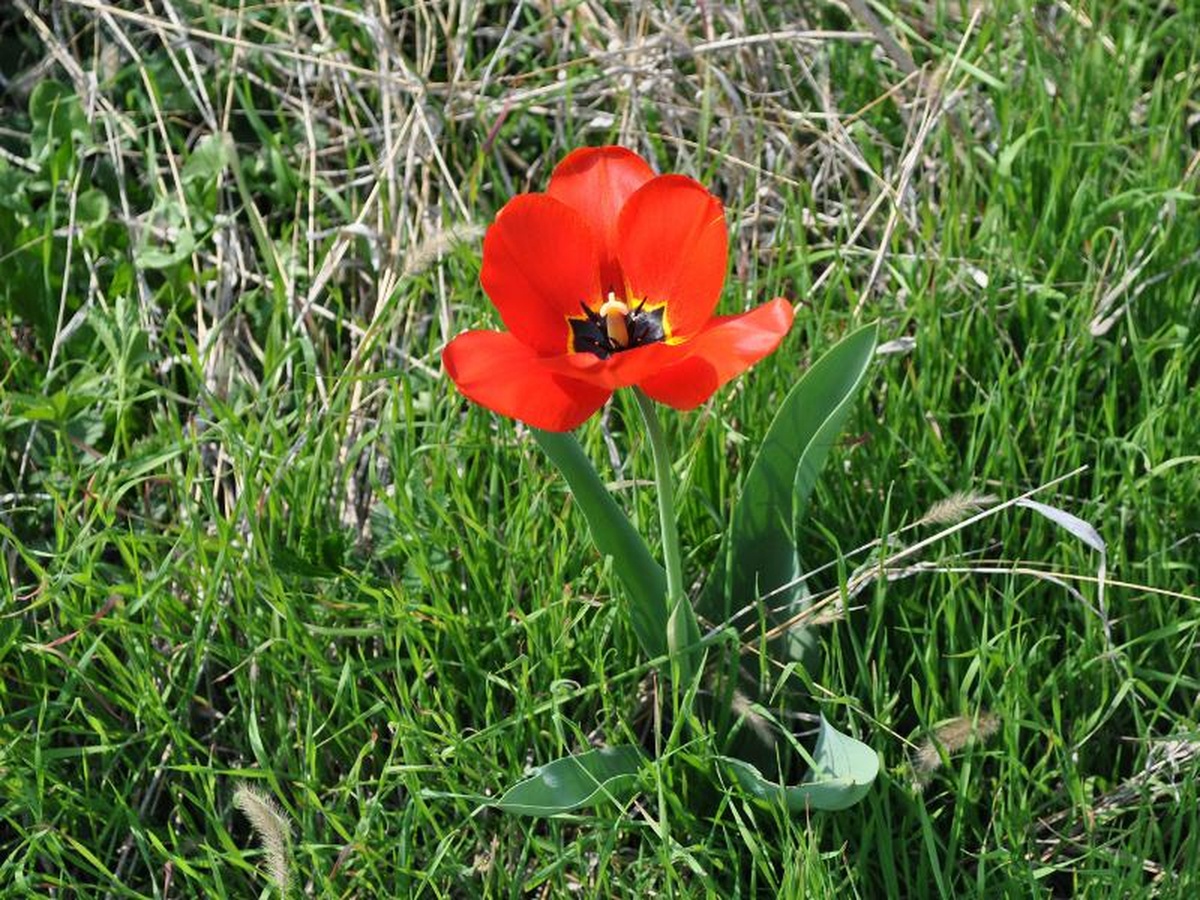 15 Enchanting Mythical Flowers of Ancient Greece - Archeworks