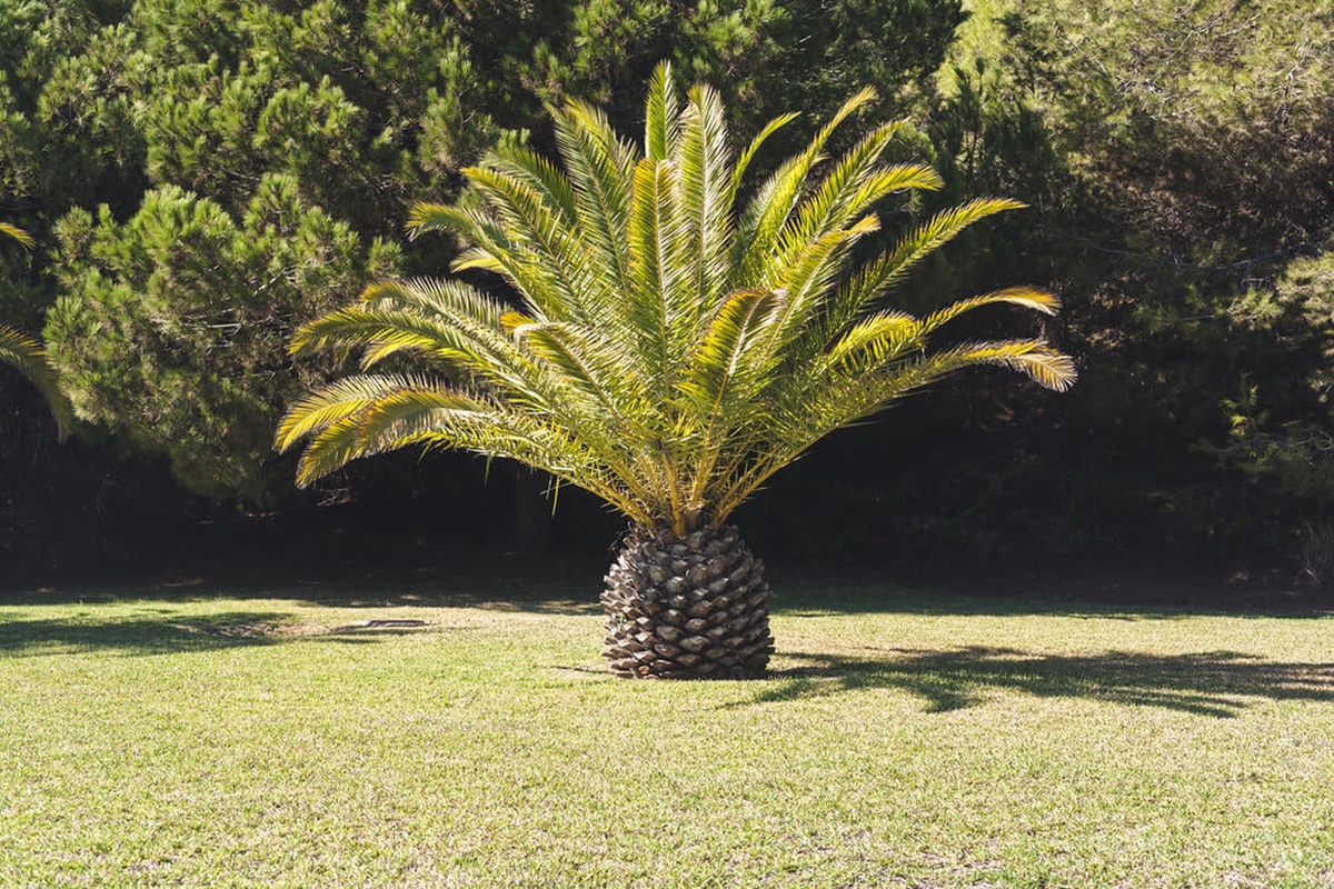 8 Easy Methods to Grow Thriving Date Palm Trees Outdoors - Archeworks