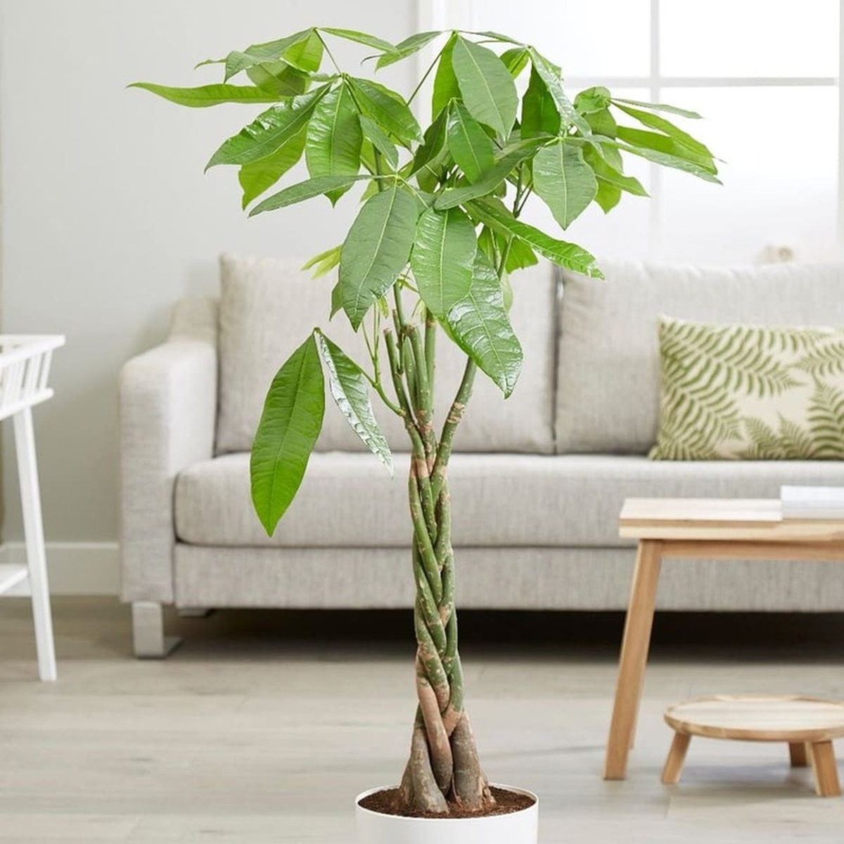 9 Beautiful Indoor Trees That Purify Your Home's Air Naturally - Archeworks