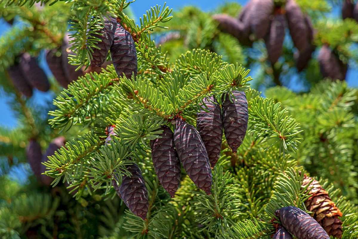 14 Stunning Spruce Tree Varieties to Transform Your Garden - Archeworks
