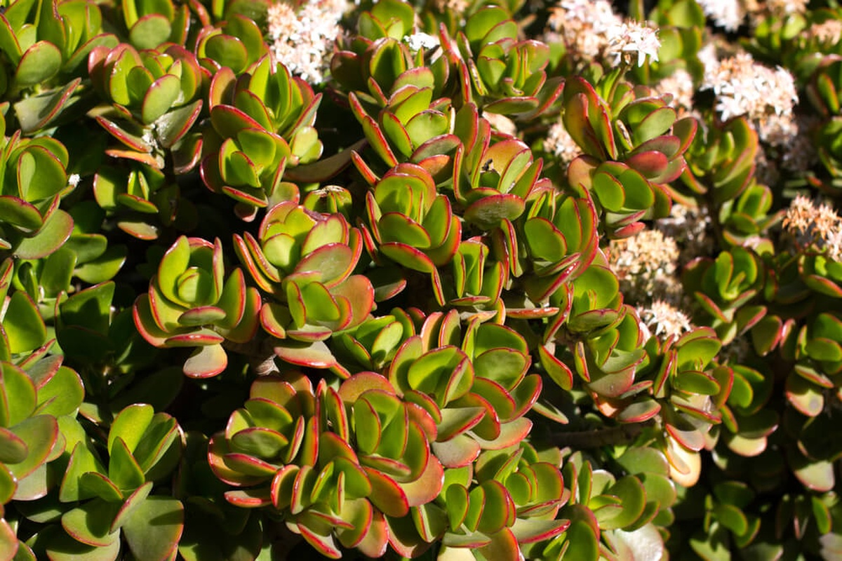 13 Breathtaking Jade Plant Varieties to Fall in Love With - Archeworks