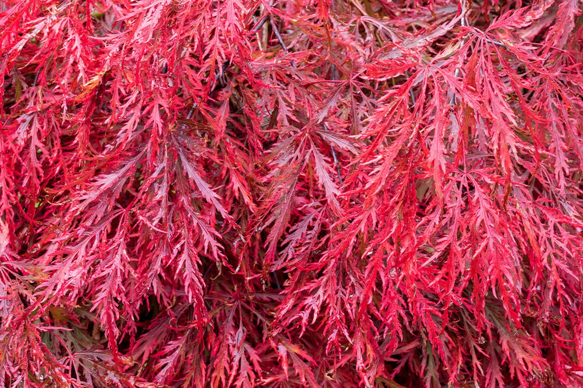 18 Breathtaking Japanese Maple Varieties For Your Dream Garden - Archeworks