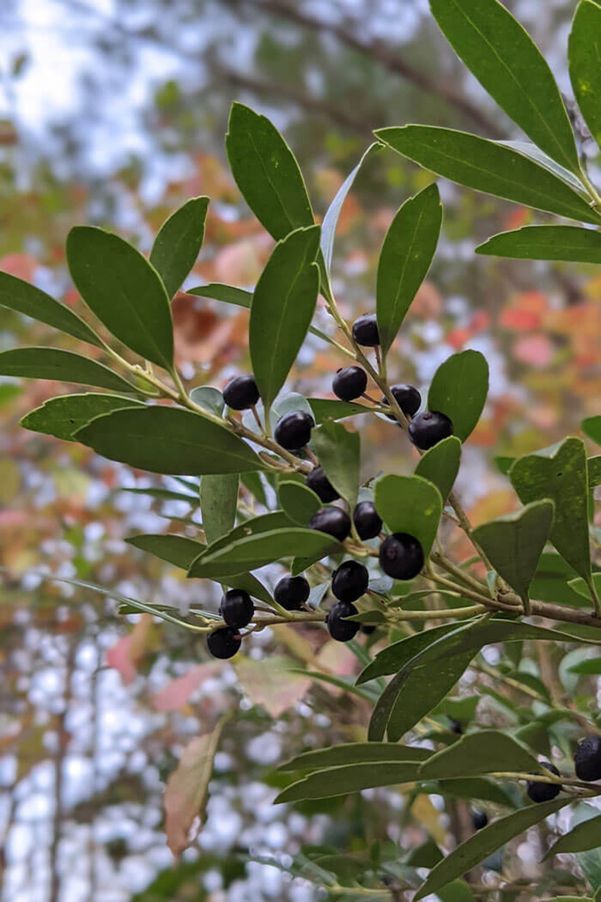 12 Stunning Holly Plants for Endless Garden Charm - Archeworks