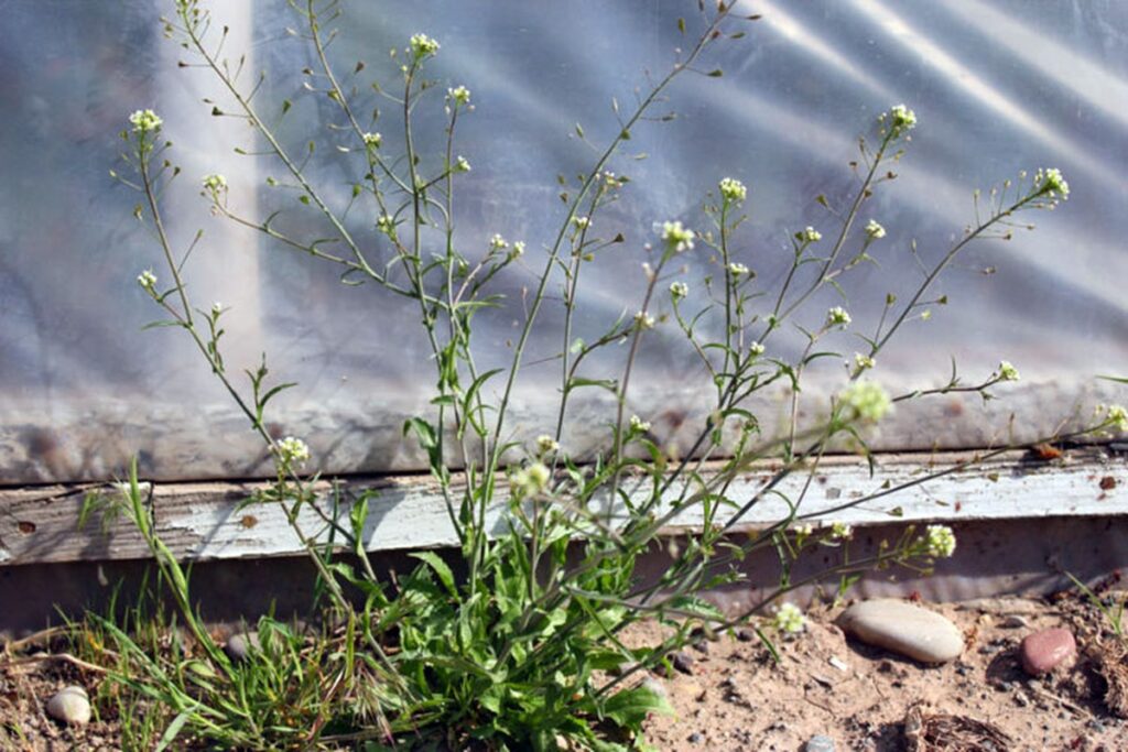 26 Stunning Common Weeds with Beautiful White Flowers - Archeworks