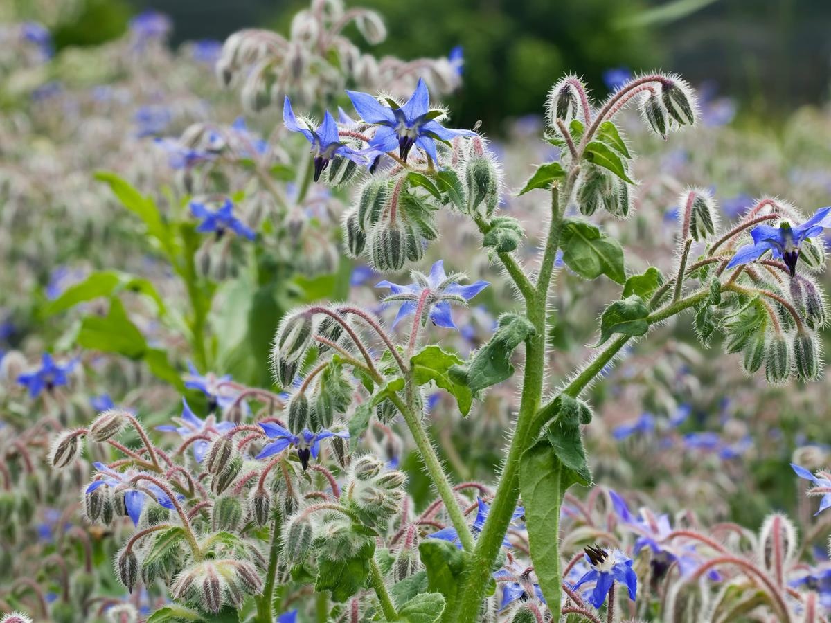 17 Enchanting Flowers to Brighten Your Vegetable Garden - Archeworks