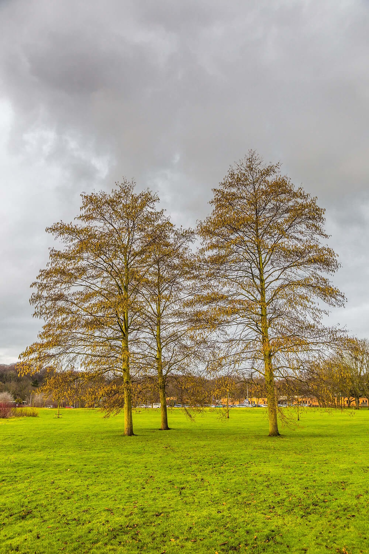 12 Beautiful Alder Tree Varieties for Your Classic Garden Design ...