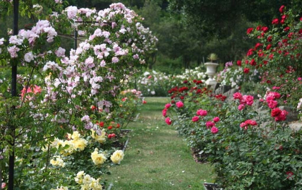 35 Enchanting Rose Garden Ideas That Transform Any Backyard - Archeworks