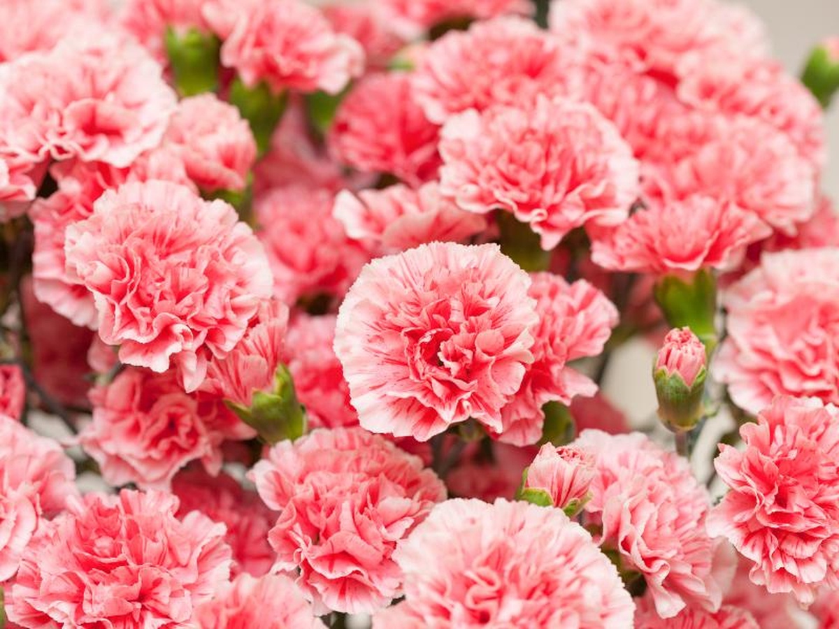 15 Enchanting Mythical Flowers of Ancient Greece - Archeworks