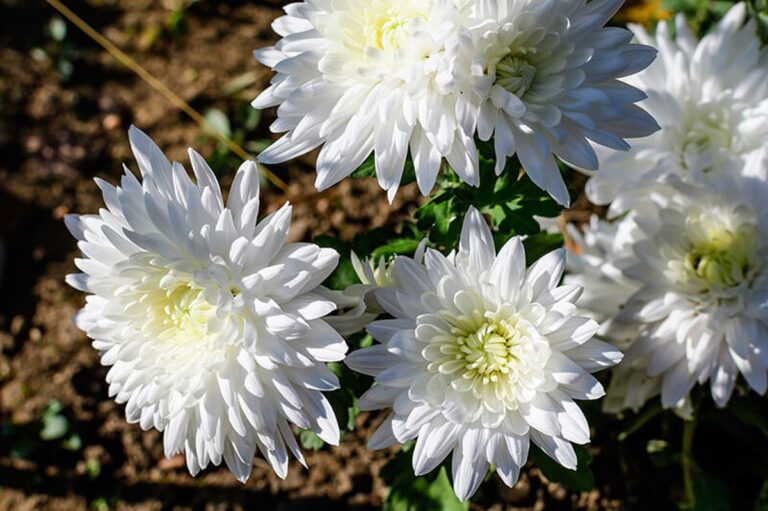 27 Stunning White Blooms for an Elegant Garden Oasis - Archeworks