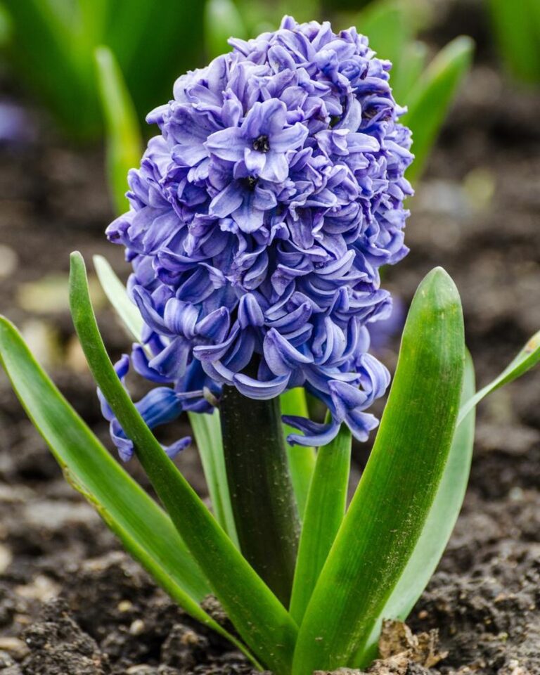 15 Enchanting Mythical Flowers of Ancient Greece - Archeworks