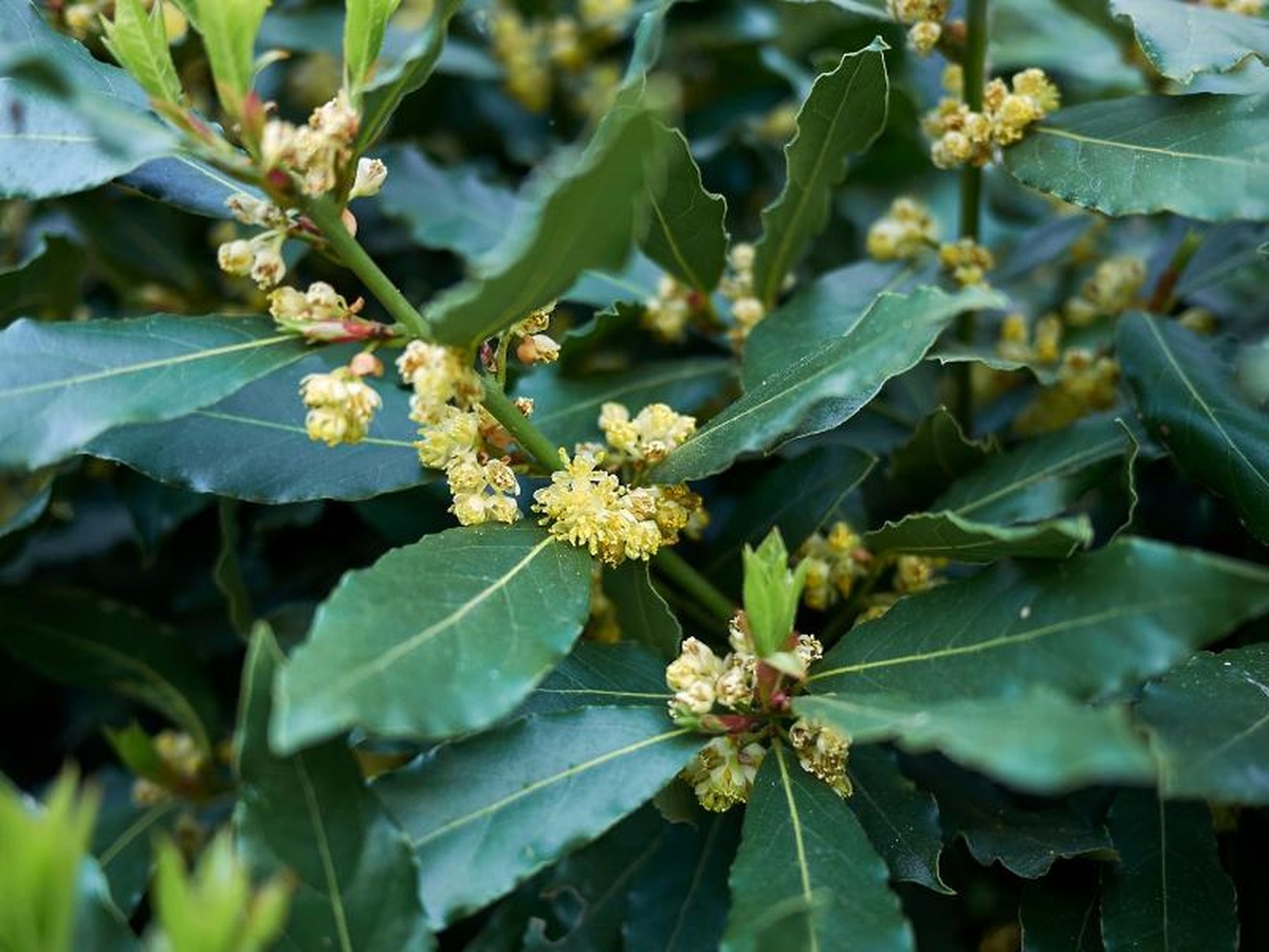 15 Enchanting Mythical Flowers of Ancient Greece - Archeworks