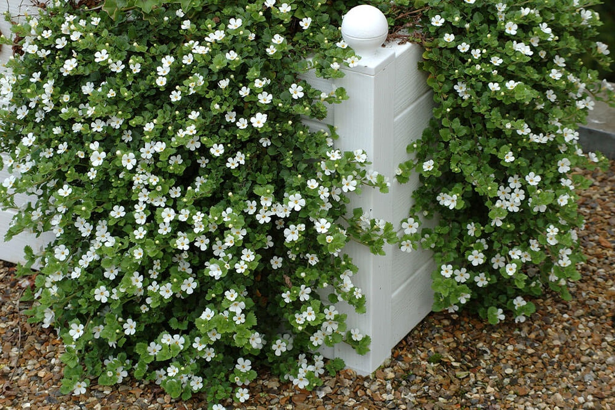 18 Beautiful Shade-Loving Potted Plants for a Dreamy Garden - Archeworks