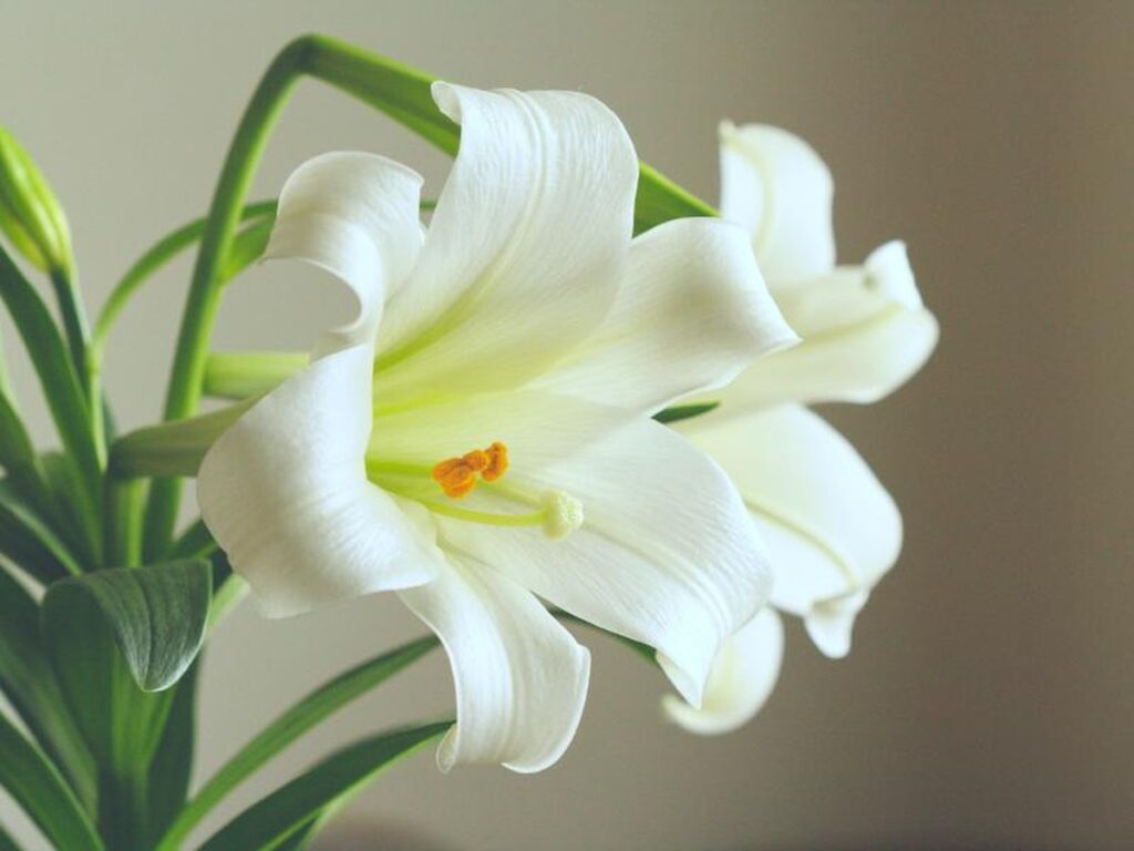 15 Enchanting Mythical Flowers of Ancient Greece - Archeworks