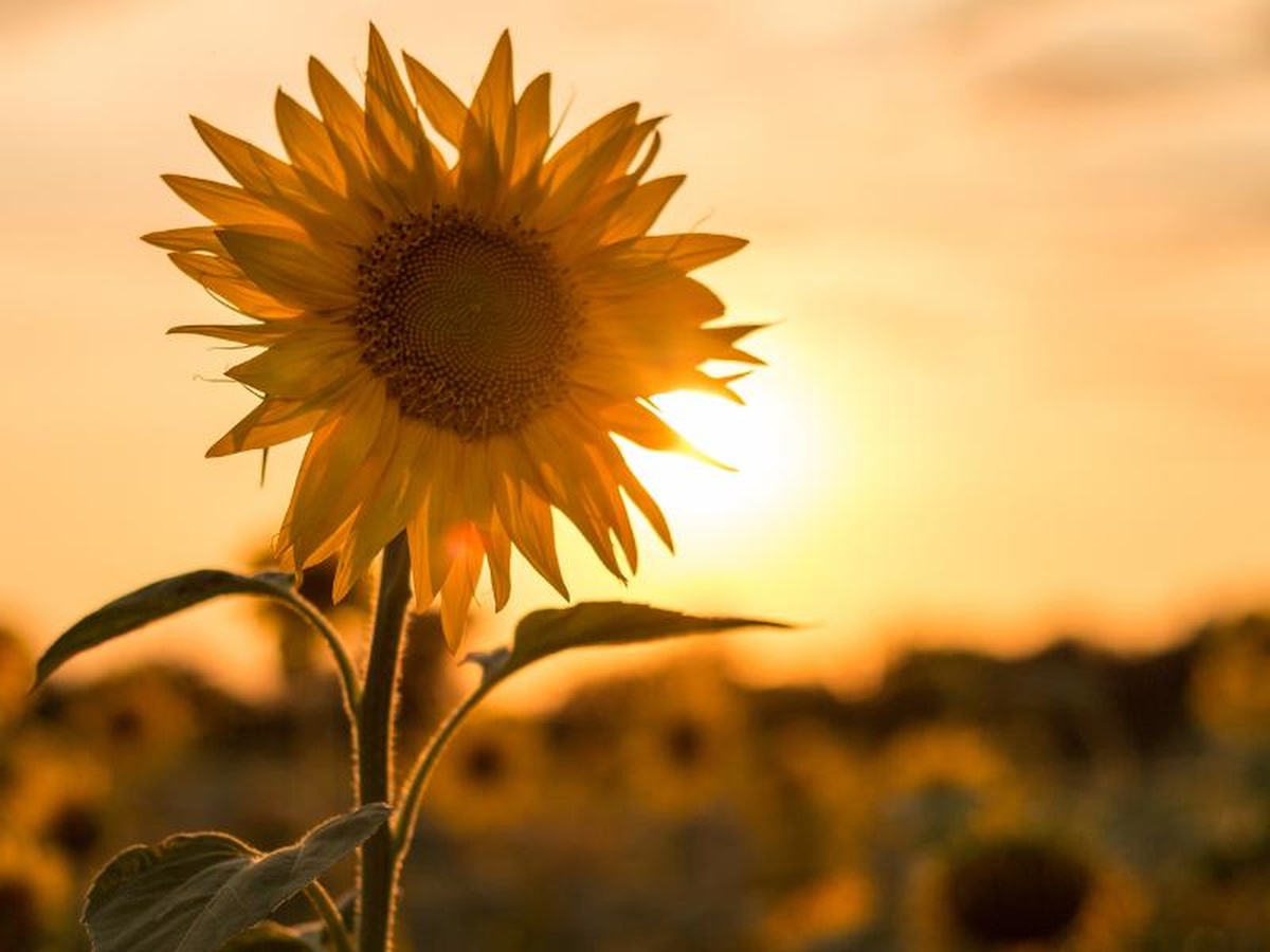 15 Enchanting Mythical Flowers of Ancient Greece - Archeworks