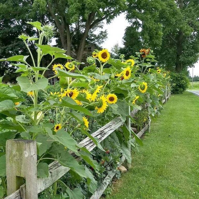 36 Radiant Sunflower Garden Ideas for Sunshine Spaces - Archeworks