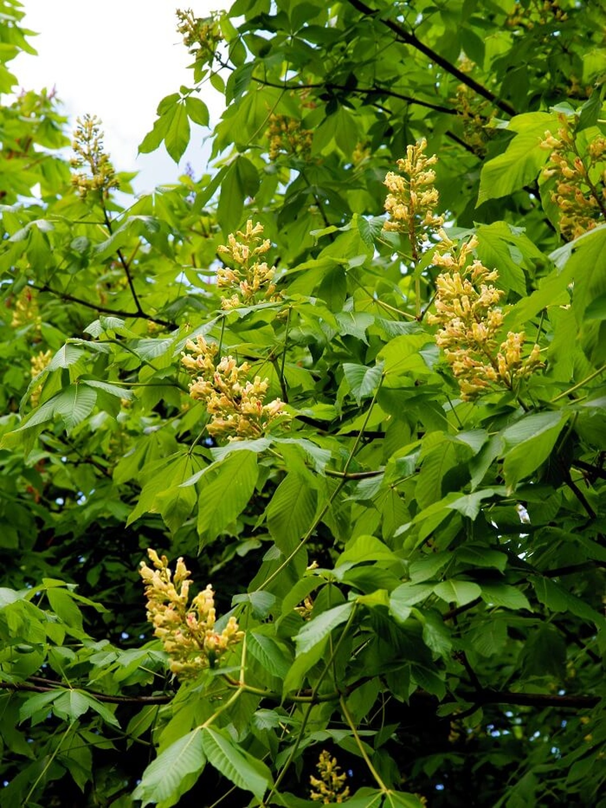 21 Stunning Yellow Flowered Trees to Transform Your Garden - Archeworks