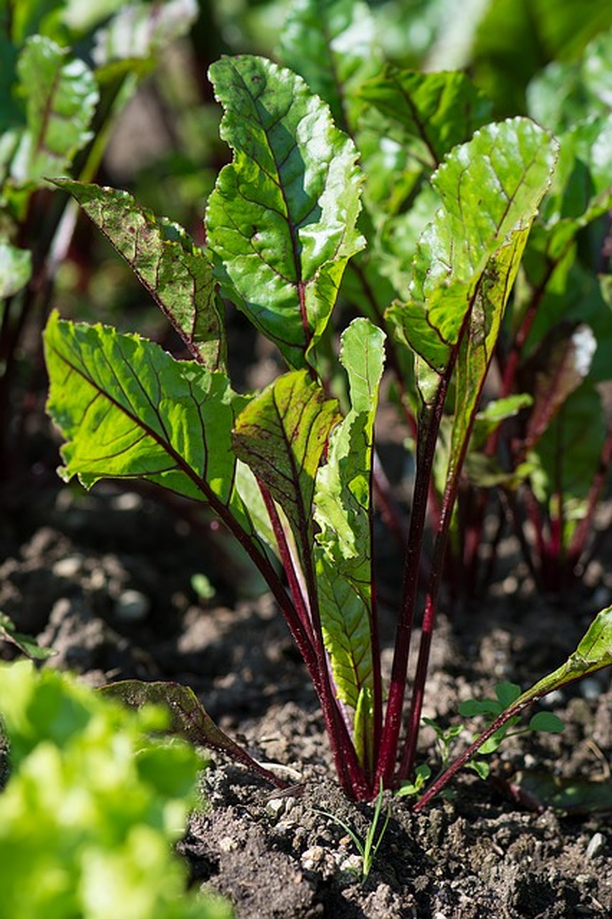 15 Veggie Garden Layouts That Maximize Every Inch - Archeworks