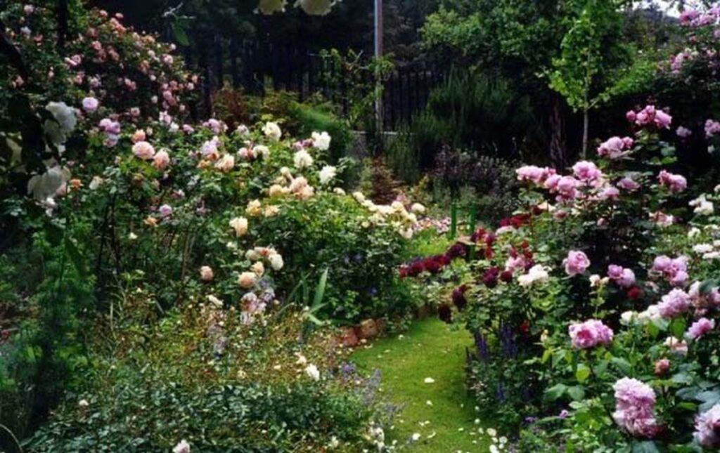 35 Enchanting Rose Garden Ideas That Transform Any Backyard - Archeworks