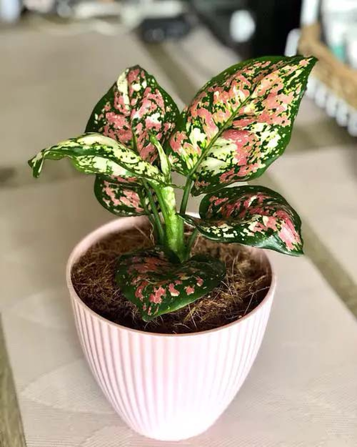 15 Breathtaking Three-Colored Plants to Brighten Your Space - Archeworks