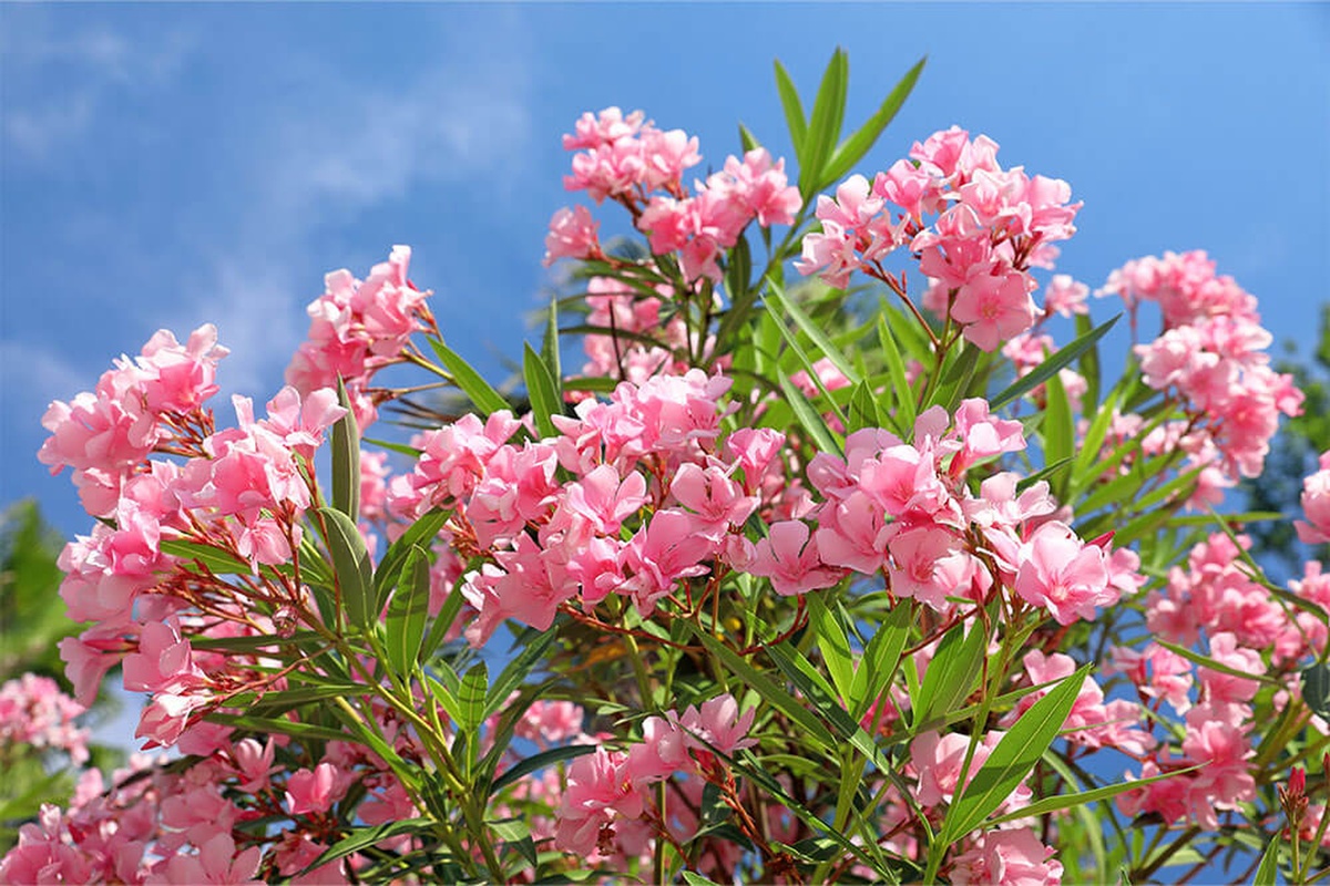 17 Stunning Pink Flowering Shrubs to Beautify Your Garden - Archeworks